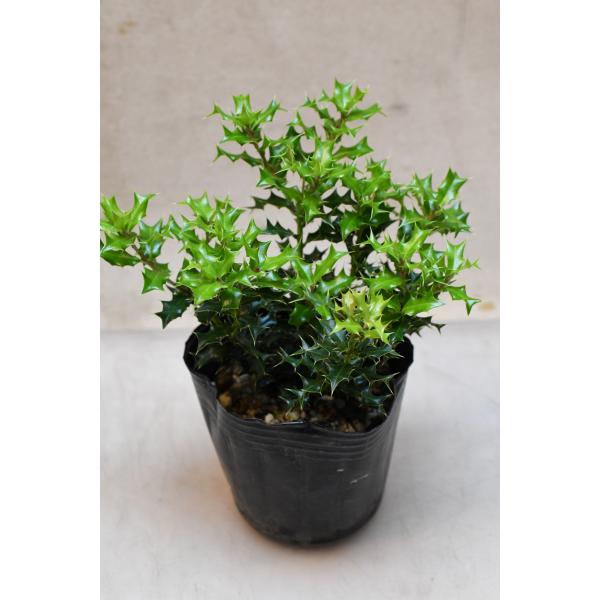 アマミヒイラギは奄美大島原産のモチノキ科の常緑樹です。若木の葉はヒイラギに似た形状で、園芸用の寄せ植えなどに人気があります。樹高約10cm　9cmポリポット
