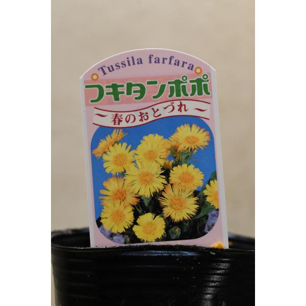 フキタンポポは1月〜3月頃に花を咲かせるキク科の多年草です。タンポポに似た花を咲かせ、花後に出る葉がフキに似ているためこの名前があります。全体の雰囲気がフクジュソウに似ているので、お正月向けの花苗として販売されます。草丈約5cm　9cmポリポット