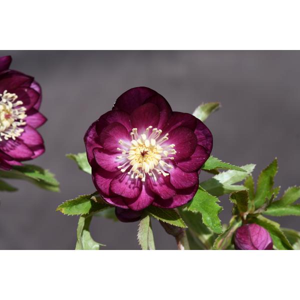 2月12日晴れ時々くもり自然光撮影、脇芽は確認済みです。花に艶感があり、鮮やかな花色の個体です。花径約6cm　花2、蕾613.5cmロングポリポット