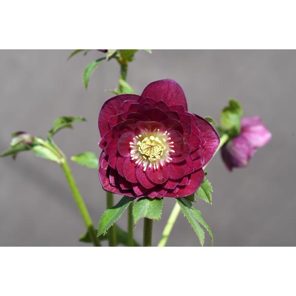 2月12日晴れ時々くもり自然光撮影、脇芽は確認済みです。花に艶感があり、花色が良い個体です。花径約5cm　花2、蕾413.5cmロングポリポット