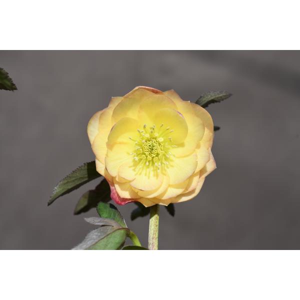 2月12日晴れ時々くもり自然光撮影、脇芽は確認済みです。香りは天候や咲き進みで変化します。また、香りの感じ方には個人差があります。花径約5.5cm　花2、蕾513.5cmロングポリポット