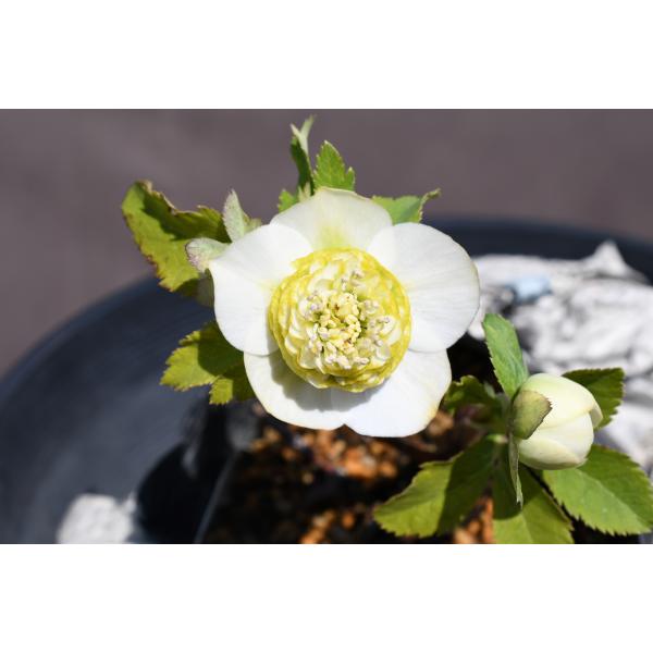 2月13日晴れ自然光撮影、脇芽は確認済みです。モリモリした小花弁が特徴の個体です。花径約4.5cm　花2、蕾113.5cmロングポリポット