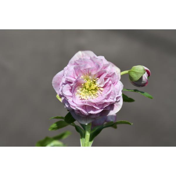 2月13日晴れ自然光撮影、脇芽は確認済みです。やさしい花色のアフロディーテです。花径約5.5cm　花4、蕾113.5cmロングポリポット