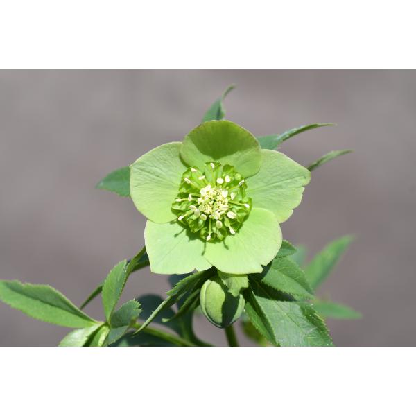 2月13日晴れ自然光撮影、脇芽は確認済みです。原種系交配の個体です。交配ラベルは入荷時に付属していませんでした。花径約5cm　花2、蕾113.5cmロングポリポット