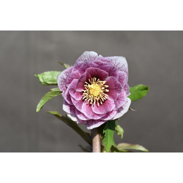 2月13日晴れ自然光撮影、脇芽は確認済みです。花色が濃いめのプリマヴェーラゴールドです。花径約6.5cm　花1、蕾613.5cmロングポリポット