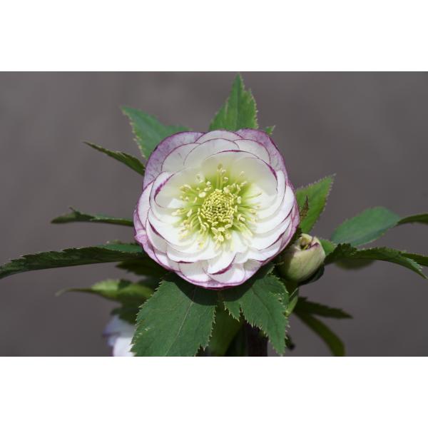 2月14日晴れ自然光撮影、脇芽は確認済みです。花色のバランスが良い個体です。花径約4.5cm　花2、蕾313.5cmロングポリポット