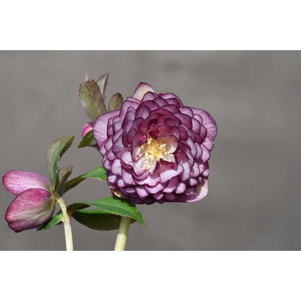 2月14日晴れ自然光撮影、脇芽は確認済みです。見栄えの良い咲き方の多弁ゴールドです。花径約5.5cm　花2、蕾113.5cmロングポリポット