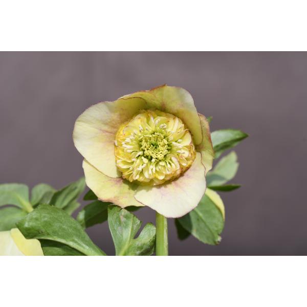 2月14日晴れ自然光撮影、脇芽は確認済みです。花色にグラデーションが入るモーリーです。花径約6cm　花2、蕾113.5cmロングポリポット