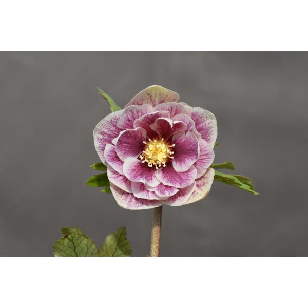 2月14日晴れ自然光撮影、脇芽は確認済みです。花色に特徴がある個体です。花径約5.5cm　花1、蕾313.5cmロングポリポット