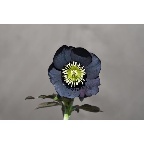 2月15日晴れ自然光撮影、脇芽は確認済みです。やや赤色を帯びた黒系です。花径約5cm　花1、蕾513.5cmロングポリポット