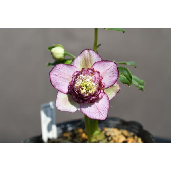 2月15日晴れ自然光撮影、脇芽は確認済みです。やさしい花色のモーリーです。花径約5cm　花1、蕾213.5cmロングポリポット