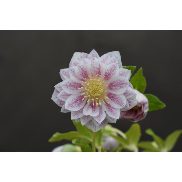 2月16日くもり自然光撮影、脇芽は確認済みです。やさしい花色の個体です。花径約5.5cm　花4、蕾313.5cmロングポリポット