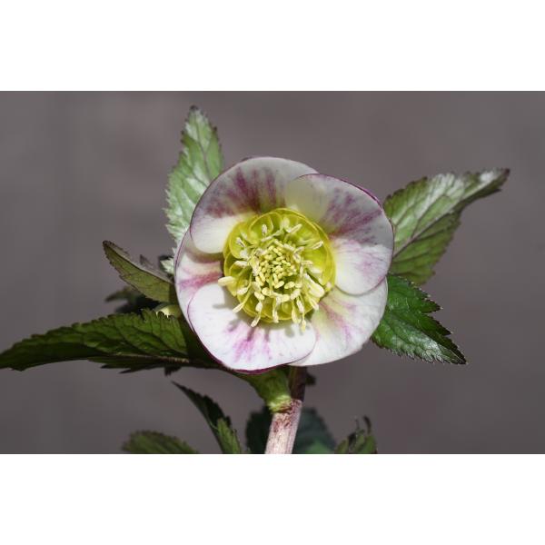 2月18日晴れ自然光撮影、脇芽は確認済みです。やさしい花色の個体です。花径約4cm　花1、蕾213.5cmロングポリポット