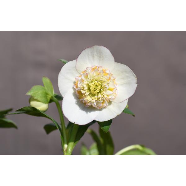 2月18日晴れ自然光撮影、脇芽は確認済みです。モリモリした小花弁が特徴の個体です。花径約5.5cm　花3、蕾513.5cmロングポリポット