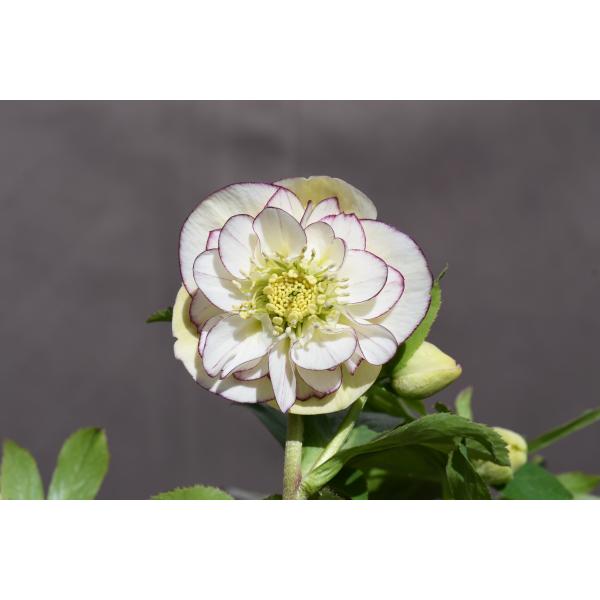 2月19日晴れ自然光撮影、脇芽は確認済みです。香りは天候や咲き進みで変化します。また、香りの感じ方には個人差があります。花径約5cm　花4、蕾1013.5cmロングポリポット