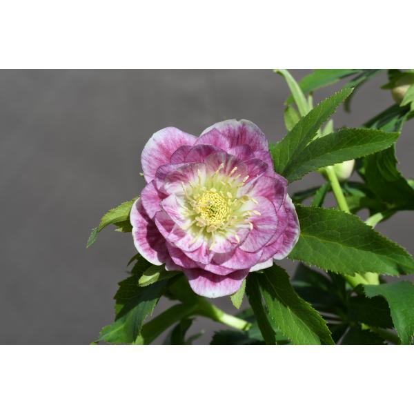 2月19日晴れ自然光撮影、脇芽は確認済みです。やさしい花色の個体です。花径約5.5cm　花3、蕾1213.5cmロングポリポット