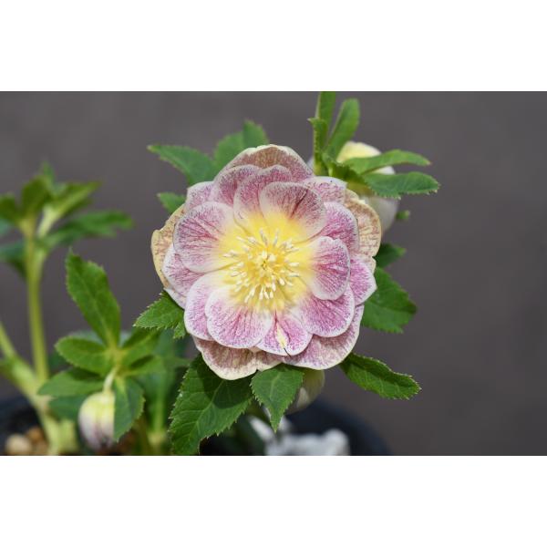 2月19日晴れ自然光撮影、脇芽は確認済みです。花色に特徴がある個体です。花径約5.5cm　花2、蕾313.5cmロングポリポット