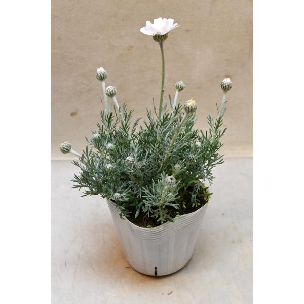 ローダンセマム　アフリカンアイズは茶色の目を持つ白の一重咲の花を咲かせます。切れ込みの入ったシルバーリーフも魅力です。草丈約15cm　10.5cmポリポット