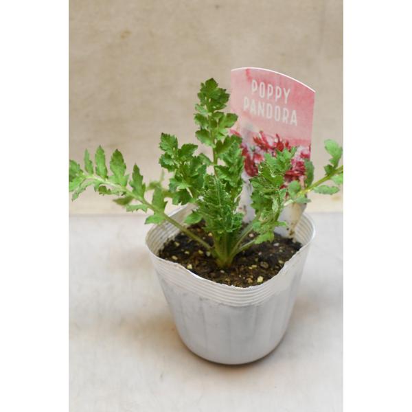 ポピー　パンドラは深みのあるアンティークカラーの花を咲かせる品種です。花色や花形の個体差が大きく開花するまでどんな花が咲くか分かりません。草丈約5cm〜8cm　10.5ｃｍポリポット