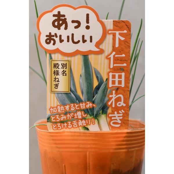 下仁田ねぎは群馬県下仁田町の特産品としてしられている品種です。太くて短いずんぐりとしたネギで、生のままだと辛味が強いですが、加熱すると甘味が強くやわらかくなります。9cm〜10.5cmポリポット