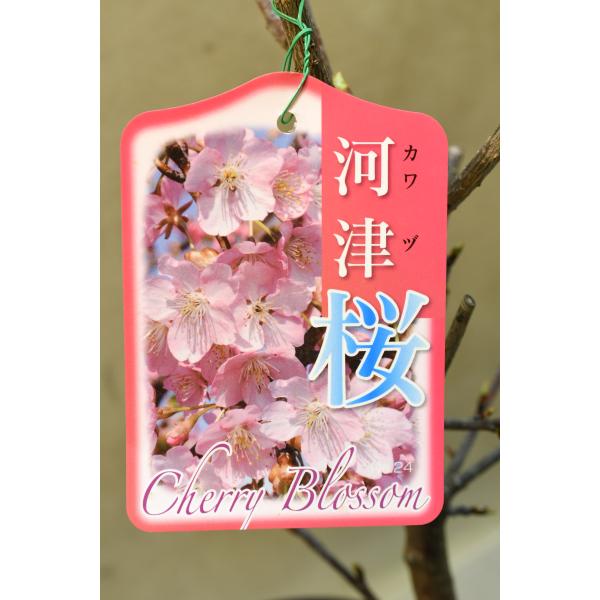 河津桜は早春に濃い桃色の大きな花を咲かせる品種です。桜の中では開花期が長く花を長く楽しむことができます。華やかな印象でシンボルツリーにも向いています。樹高約60cm　18cmプラポット