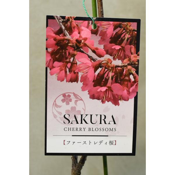 桜　ファーストレディーはオカメ桜と寒緋桜を交配して生み出された、アメリカ生まれの桜です。鮮やかな濃いピンク色の花と直立した樹形の品種です。樹高約60cm　15cmポリポット