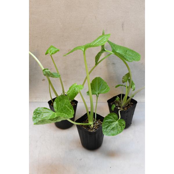 日陰〜半日陰の環境で、鉢植えで栽培できます。湿り気のある環境を好みます。7.5cmポリポット