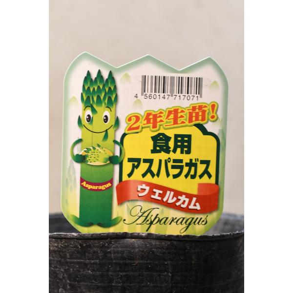 アスパラガス　ウェルカムは早生多収で揃いの良い交配品種です。13.5ｃｍポリポット