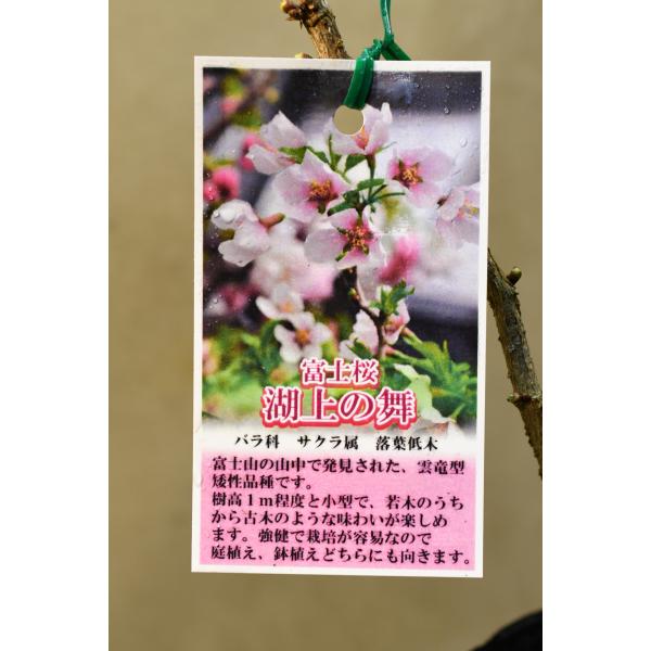 富士桜は別名マメザクラとも呼ばれる小型の桜です。湖上の舞は枝が枝がうねるようにくねくねと成長する雲竜性の桜です。鉢植えや盆栽としても栽培されます。樹形には個体差があります。樹高約40cm〜45cm　12cmポリポット