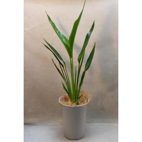 旅人の木はマダガスカル原産の植物で、バナナに似ています。大きく成長すると葉が東西に広がり、旅人に対するコンパスの役割を果たすとされていますが、確かではありません。高さ約90cm　21cmプラ鉢