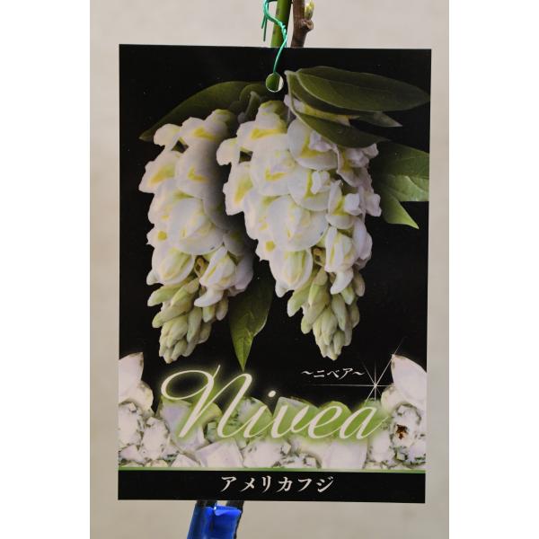アメリカフジの変種で美しい白花種。若木のころから花付きよく、コンパクトにつるを支立てた鉢植えにもおすすめの品種です。樹高約50cm　13.5ｃｍポリポット