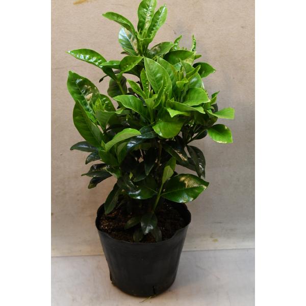 艶のある濃いグリーンの葉と芳香を持つ白い花のコントラストが美しい植物です。花のあとには実を付ける品種です。樹高約30cm　13.5ｃｍポリポット