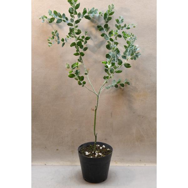 パールアカシアは長楕円系のシルバーを帯びた葉が魅力の品種です。明るい黄色の花を春に咲かせます。日当たりと排水性の良い場所を好みます。樹高約60cm〜70cm　15cmプラポット