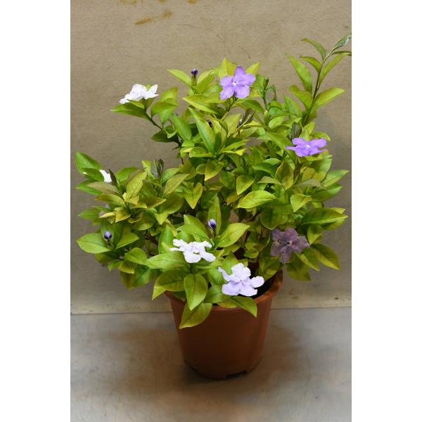 ニオイバンマツリはブラジルやアルゼンチン原産の常緑樹です。花には芳香があり、咲き始めは紫で徐々に白に変化するため、2色の花が咲いているように見えます。春と秋には日当たりの良い場所に夏は半日陰に置いてください。耐寒性はやや弱く、霜などにあてな...