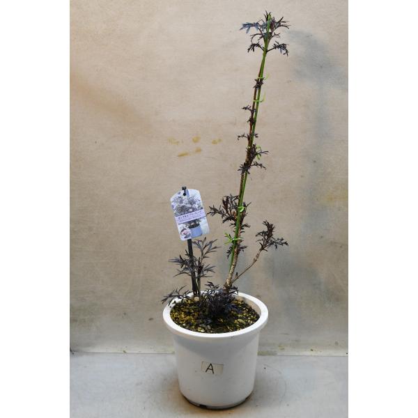 黒いシックな色合いの葉がレース状に切れ込み、ピンク色の花とのコントラストが美しい植物です。樹高約50cm　18cmプラ鉢