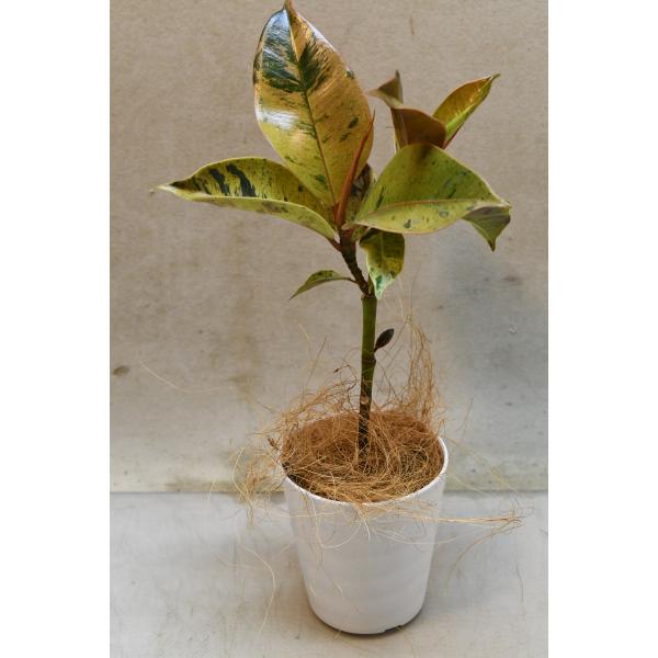 フィカス　ジンは葉に入った散り斑が特徴のゴムの木です。新芽は赤みがかった色合いをしています。斑の入り方や樹形には個体差があります。樹高約15cm〜20cm　9cmプラ鉢