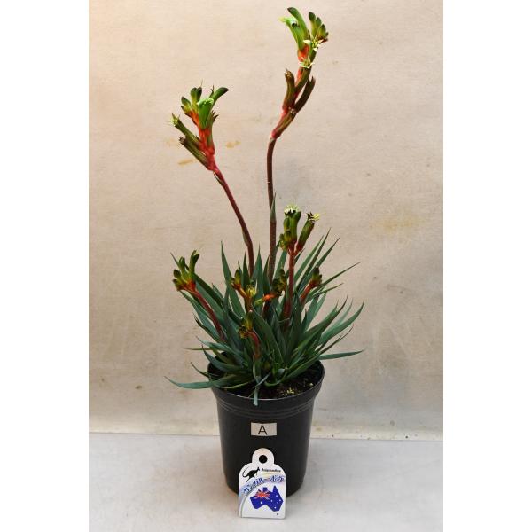 オーストラリア原産の植物で、カンガルーの前足のようなユニークな花を咲かせます。花や茎には細かい毛が密生しています。花は切花としても人気があります。草丈約50cm　15cmプラ鉢