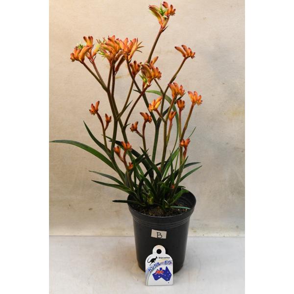 オーストラリア原産の植物で、カンガルーの前足のようなユニークな花を咲かせます。花や茎には細かい毛が密生しています。花は切花としても人気があります。草丈約50cm　15cmプラ鉢