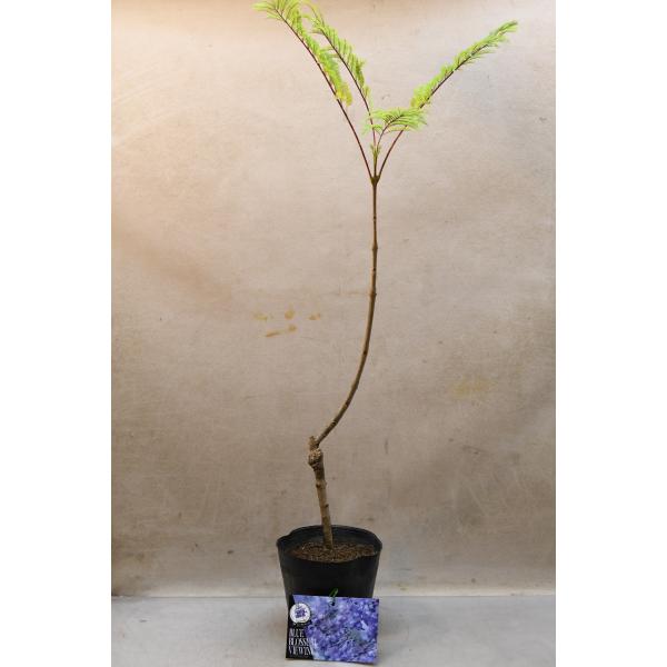 ジャガランタは中南米原産の美しい淡紫色の花を咲かせる花木です。ブルーブロッサムビューイングは花色が濃く、木が小さいうちから花を咲かせやすい矮性品種です。樹高約60cm　15cmポリポット