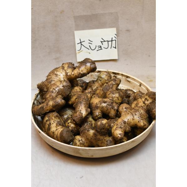 千葉県産の大ショウガの種です。