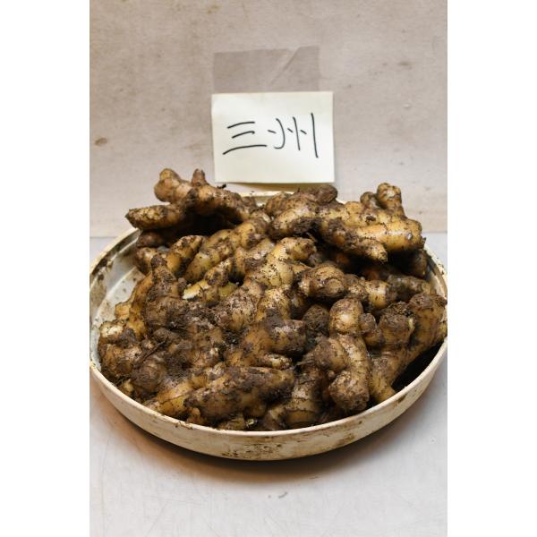 千葉県産の三州小ショウガの種です。