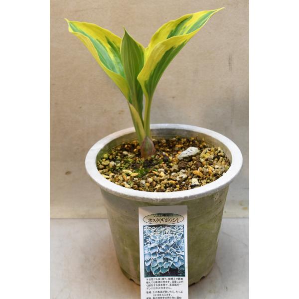 ホスタ　サガエは黄色の斑が入った波打つ葉が特徴のギボウシです。草丈約20cm　18cmプラ鉢