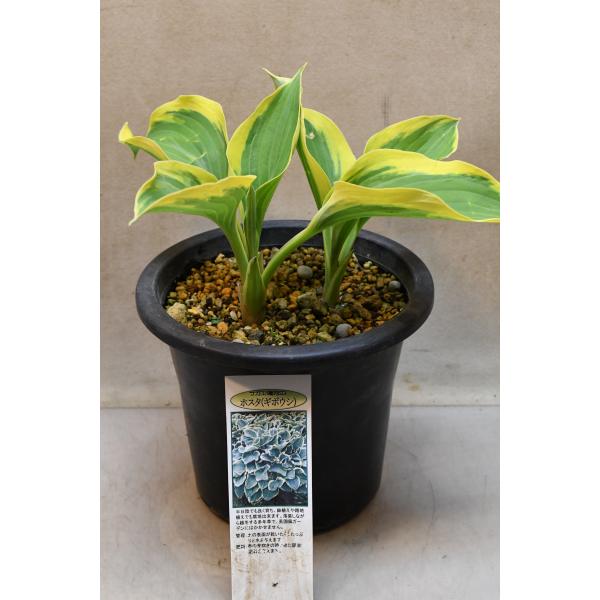 ホスタ　サガエは黄色の斑が入った波打つ葉が特徴のギボウシです。草丈約20cm　18cmプラ鉢
