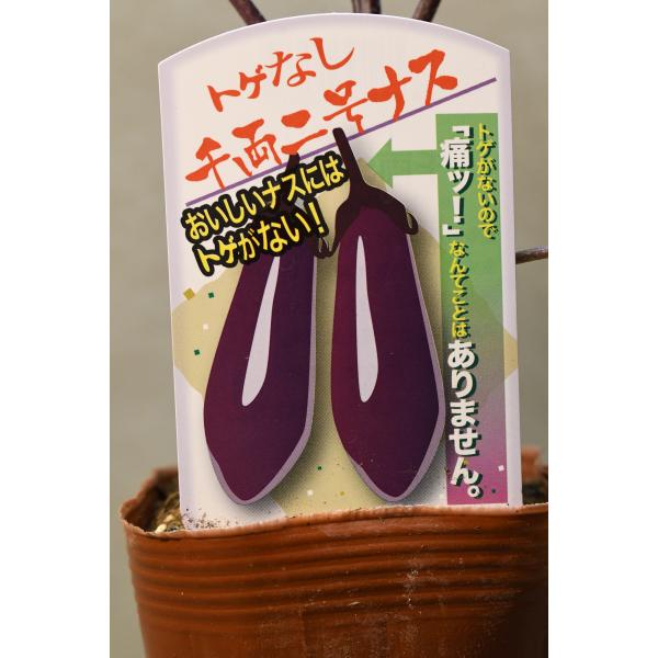 トゲが無く扱いやすい品種です。通常の千両二号よりもやや草勢はおとなしい。9cm〜10.5cmポリポット