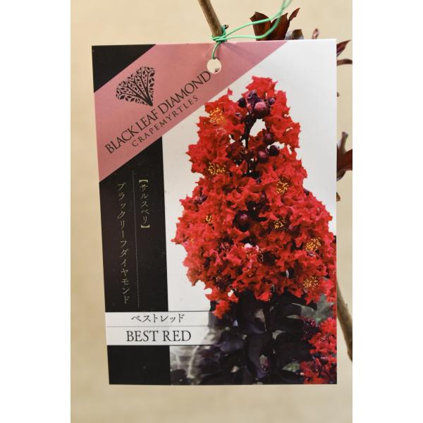 サルスベリ　ブラックリーフダイヤモンド  ベストレッドは艶のある黒葉に明るく鮮やかなレッドの花が映える品種です。夏から秋にかけて次々と花を咲かせ、夏場の花の少ない時期の庭を華やかに彩る花木です。比較的コンパクトな樹形に育ち、シンボルツリーと...