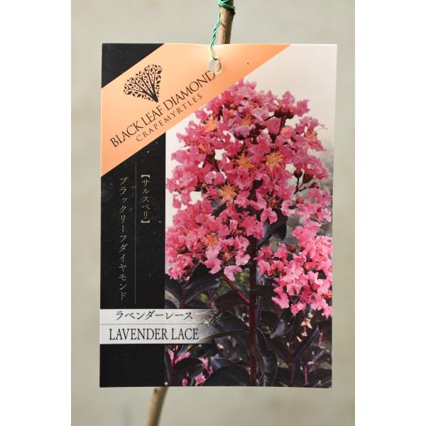 サルスベリ　ブラックリーフダイヤモンド  ラベンダーレースは艶のある黒葉にやさしいラベンダー色の花が上品な印象の品種です。夏から秋にかけて次々と花を咲かせ、夏場の花の少ない時期の庭を華やかに彩る花木です。比較的コンパクトな樹形に育ち、シンボ...