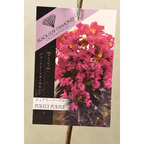 サルスベリ　ブラックリーフダイヤモンド  ピュアリーパープルは艶のある黒葉に透き通るような紫の花が映える品種です。夏から秋にかけて次々と花を咲かせ、夏場の花の少ない時期の庭を華やかに彩る花木です。比較的コンパクトな樹形に育ち、シンボルツリー...