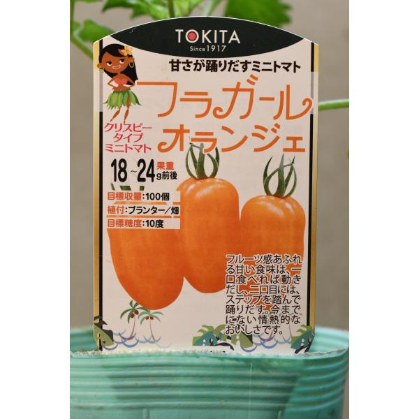 楕円形のオレンジ色の実がなります。果重は18〜24g　濃厚な甘味とバランスの良い酸味を持つ品種です。9cm〜10.5cmポリポット