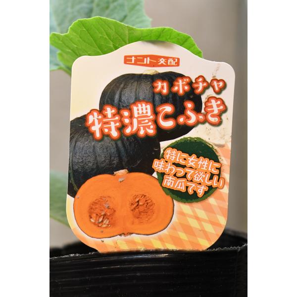 9ｃｍ〜10.5ｃｍポリポット