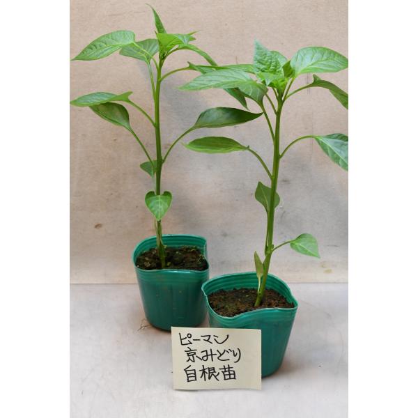 京みどりは生育旺盛な中型のピーマンです。高温期でも固くなりにくく、色艶が良好です。9cm〜10.5cmポリポット